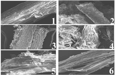 Microphotograph By Scanning Electron Microscopy Of Sorghum Straw 1 Download Scientific Diagram
