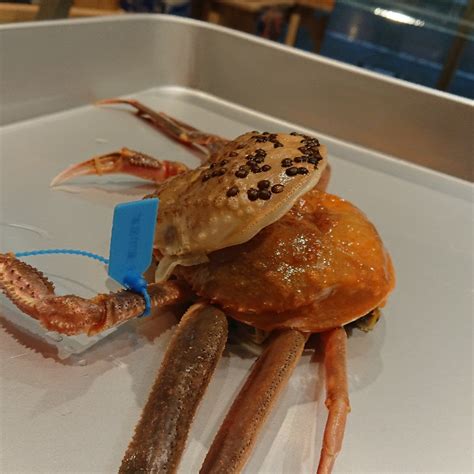 城崎温泉 竹内魚店 カニの成長と脱皮の関係