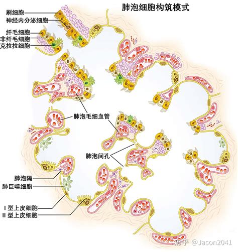 肺的微观结构 知乎