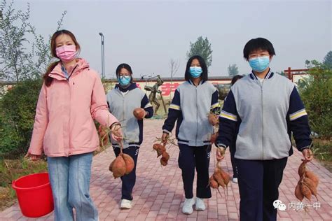 薯你最甜内黄一中开展劳动美收获季教育实践活动 内黄县第一中学