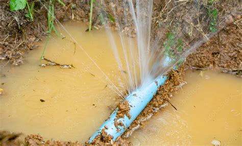 What Can Root Intrusion Do To Sewer Pipes BLOG PomPlumbing