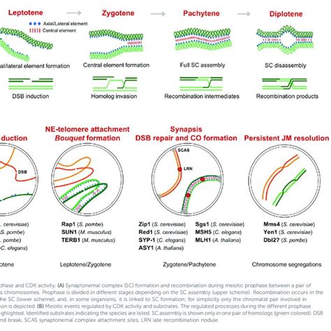 Cdk Substrates In Meiotic Prophase Download Scientific Diagram