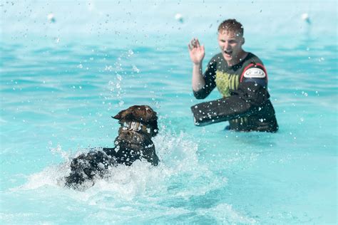 K 9s Undergo Water Aggression Training Malmstrom Air Force Base