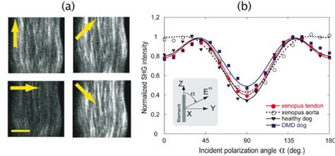Polarization Dependence Of The Shg Signal Of Different Collagen Rich