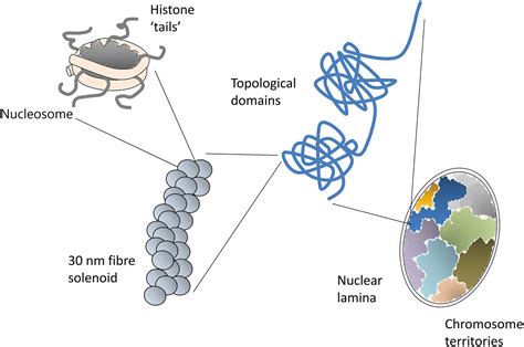 CHAPTER Epigenetics What It Is And Why It Matters RSC Publishing DOI