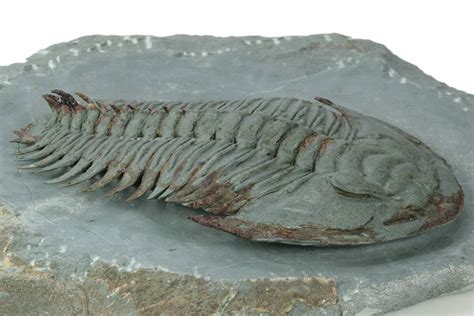 5 2 Lower Cambrian Trilobite Longianda Issafen Morocco 249257 For Sale