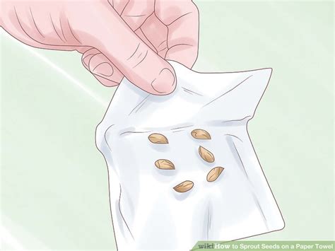 How To Sprout Seeds On A Paper Towel Steps With Pictures