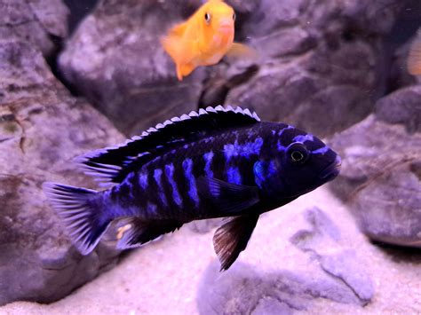 Pseudotropheus Saulosi Coral Red Mscichlid