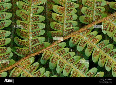 Fern Spores Diagram
