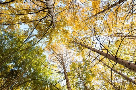 가 푸른 맑은 하늘의 배경에 아름다운 노란색 자작 나무 잎과 낙엽송 나무의 가지 자연 배경 텍스트를 삽입할 배치합니다 0명에 대한 스톡 사진 및 기타 이미지 Istock