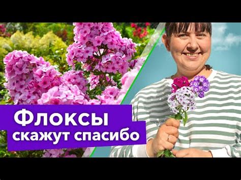 Флокс Крем де Ла Крем купить в Москве, доставка почтой по России ...