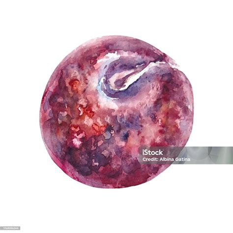 흰 배경에 고립 된 육즙 매화 손으로 그린 수채화 그림으로 사실적인 그림입니다 직물 키친 타월 또는 식품 포장에 잘 어울립니다 건강한 식생활에 대한 스톡 벡터 아트 및 기타