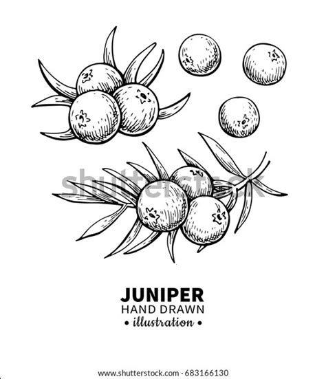 Juniper Vector Drawing Isolated Vintage Illustration Stock Vector