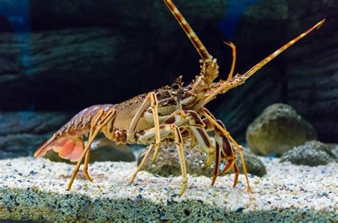 Do Lobsters Feel Pain? Vet-Reviewed Science & Info | Animal World