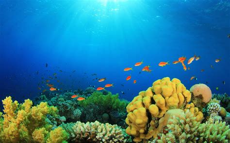 Coral Reef Desktop Wallpapers Top Free Coral Reef Desktop Backgrounds