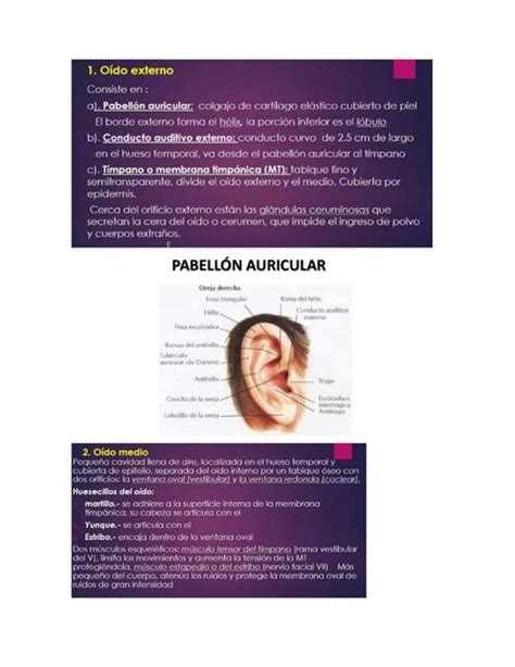 Oído externo ESPM MEDICINA uDocz