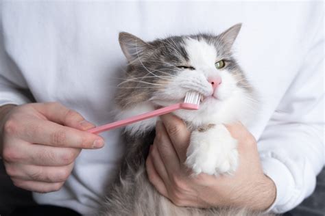 Essential Cat Dental Care Tips For Beginners Kittynook Cat Co