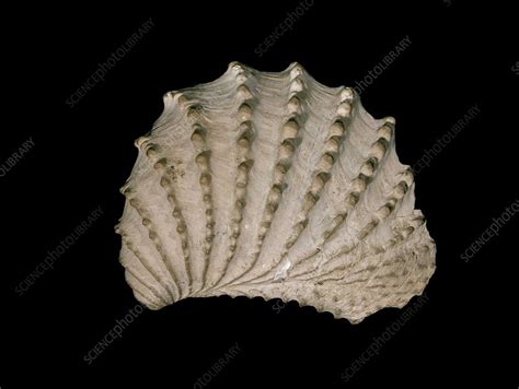 Bivalve Mollusc Fossil Stock Image C011 2208 Science Photo Library