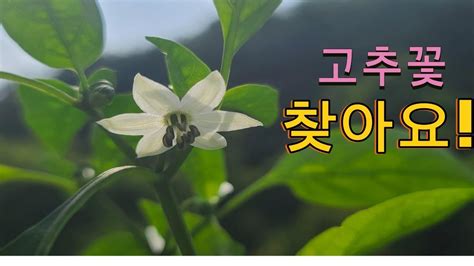 꽃이 안 피네요~ Youtube