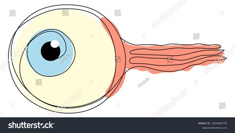 Eye Muscles Iris Over 1011 Royalty Free Licensable Stock