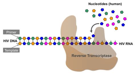 Core Concepts Antiretroviral Medications And Initial Therapy