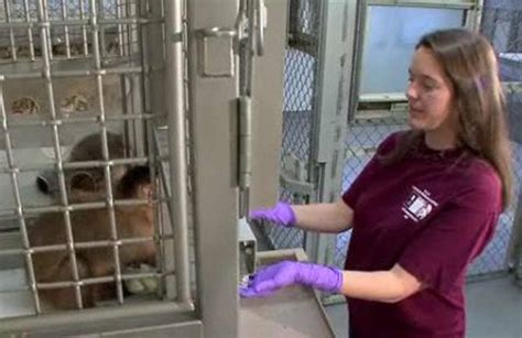 8 Human Like Behaviors Of Primates Live Science