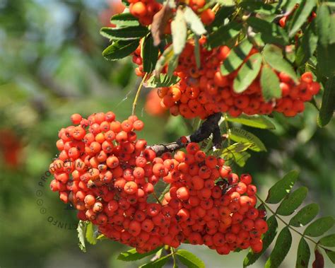 Sorbus Aucuparia Var Edulis Hoogstam Kopen Lijsterbes