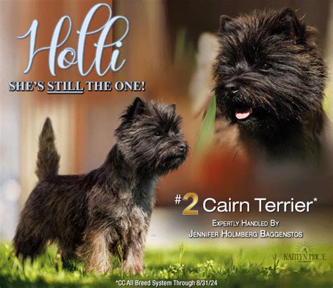 The Modern Day Relationship Between Humans And Dogs Canine Chronicle