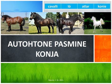 Ppt Hrvatske Pasmine Pasa I Konja Powerpoint Presentation Free