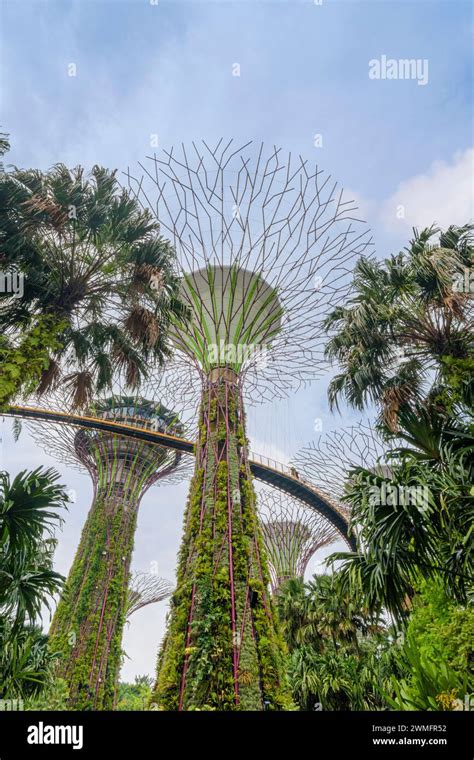 People On The Elevated Walkway Through The Supertree Grove At Gardens