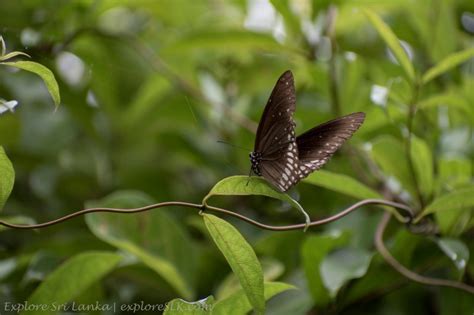 Beddagana Wetland Park A Hidden Beauty In Colombo Explore Sri Lanka