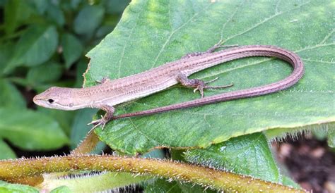 無限にはできない！トカゲが敵の手から逃れるため切る「しっぽ」の再生可能回数とは？【生物の話】｜ニフティニュース