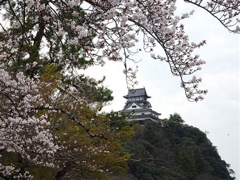 犬山城周辺の桜 彩の気まぐれ写真