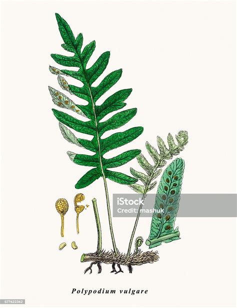 Common Polypody向量圖形及更多植物學圖片 植物學 蕨類 19世紀風格 Istock