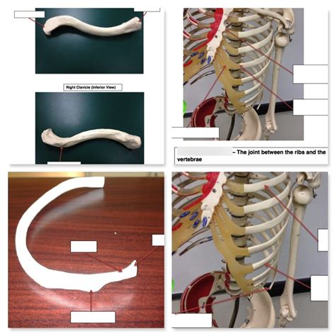 Ribs Anatomy Lab Test 1 Diagram Quizlet