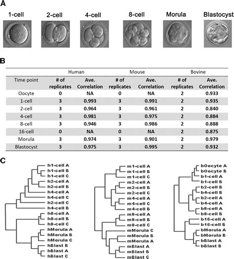 Rewirable Gene Regulatory Networks In The Preimplantation Embryonic