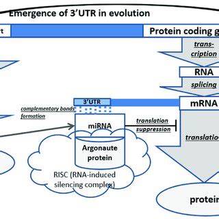 Scheme Of The Role Of Transposable Elements In Post Transcriptional Download Scientific Diagram