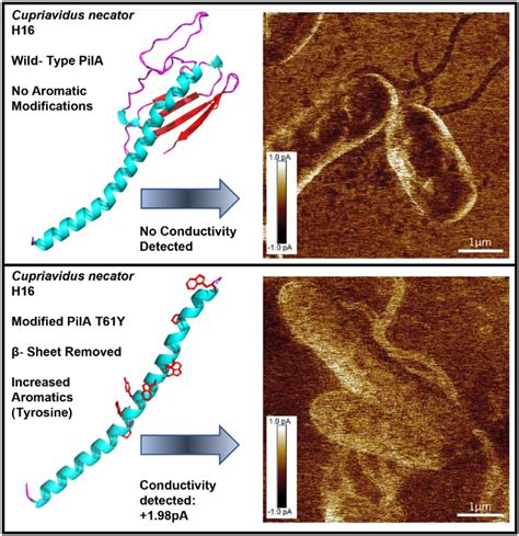 Engineering Nanowires In Bacteria To Elucidate Electron Transport