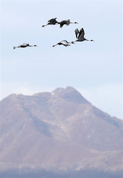 새들의 겨울 나기
