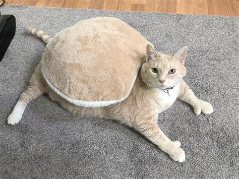 Chonky Boi Chonkers