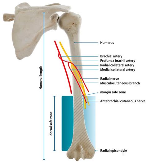 Radial Nerve Humerus Medivisuals Normal Anatomy Of The Humerus Radial
