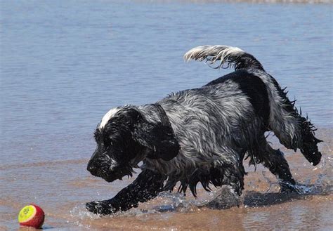 Por qué los perros mueven la cola Qué significa Tuperrohoy