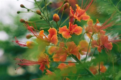 Kembang Merak Orange And Yellow Flower With Green Leaves