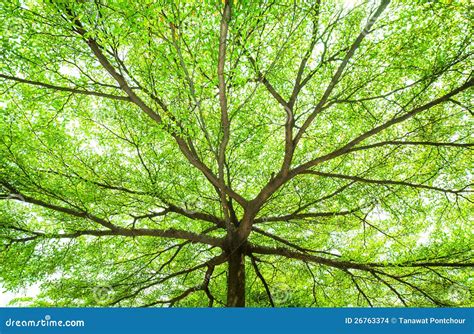 Under The Tree With Spread Branch And Green Leaves Stock Photo Image