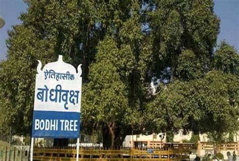 Chinese Power Plant Poses Threat To World Oldest Mahabodhi Tree Amar