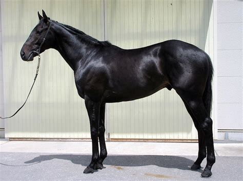 【一口馬主日記】コントラポスト編！ カズキ一口馬主