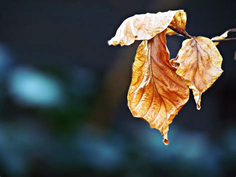 나뭇잎 가을 노란색 단풍 가 Pixabay의 무료 사진 Pixabay