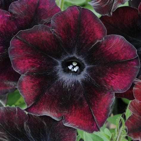 Black Cherry Petunia | Petunias, Black petunias, Goth garden