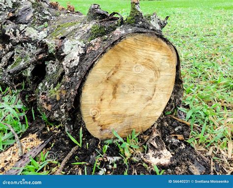 Cut Tree With The Bark Stock Image Image Of Equipment
