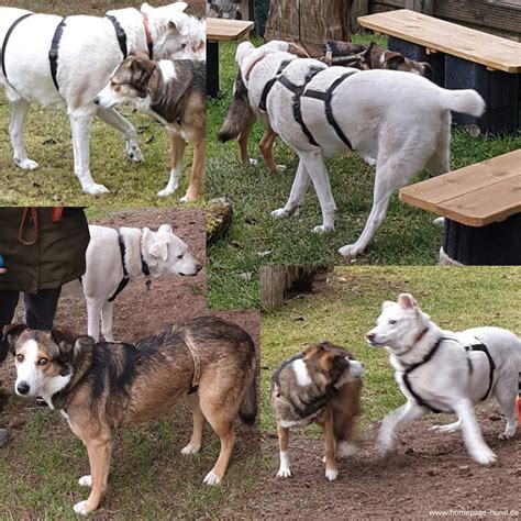 Verliebt › Hundeblog óÔÔò ʕ·͡ᴥ·ʔ óÔÔò